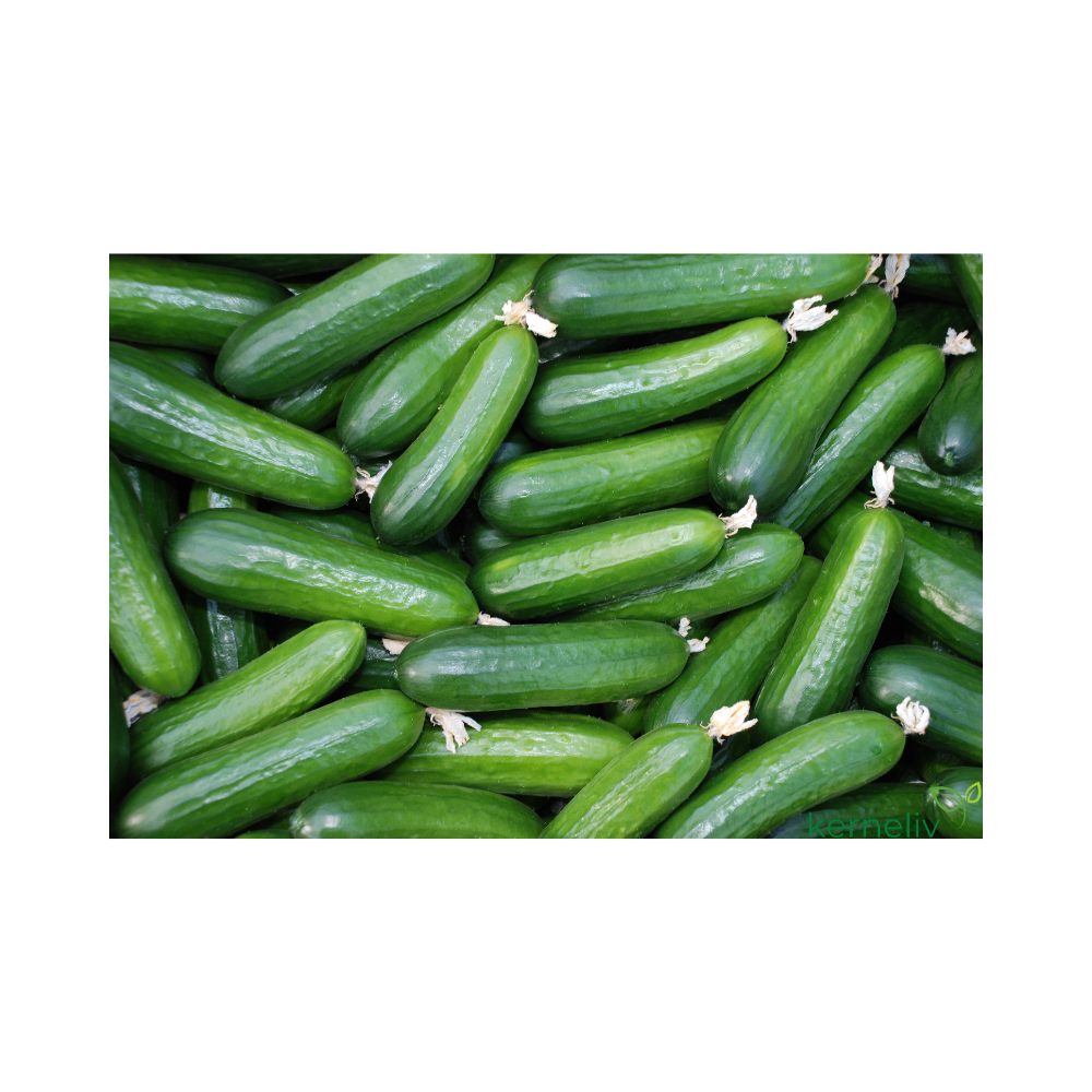 Agurk - økologisk – Kerneliv.dk