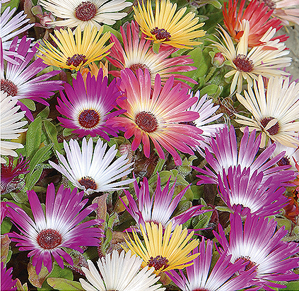 Dorotheanthus bellidiformis 'Pastel', middagsblomst – Kerneliv.dk